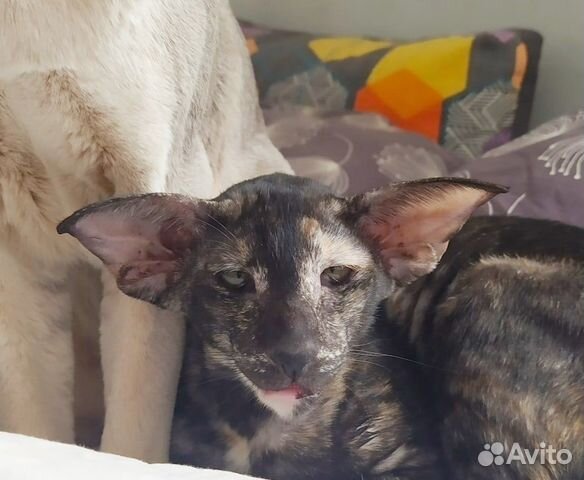 Ориентальная кошечка