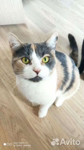 Кошка и котята в дар