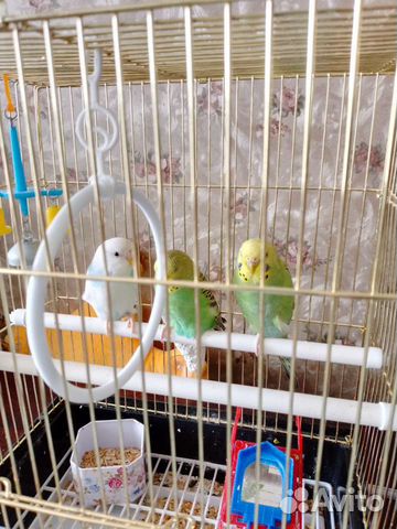 Волнистые ручные попугайчики, молодые