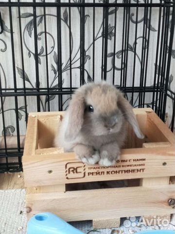 Карликовый кролик вислоухий баран 2 мес