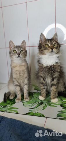 Шелдон и Шелли