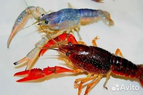 Рак кубинский