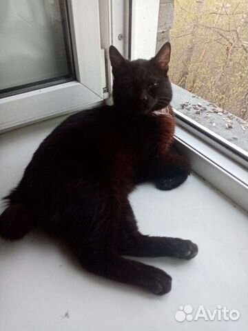 Кот в добрые руки бесплатно