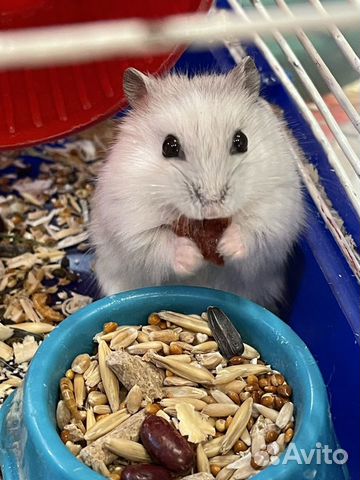 Джунгарский хомячок с клеткой