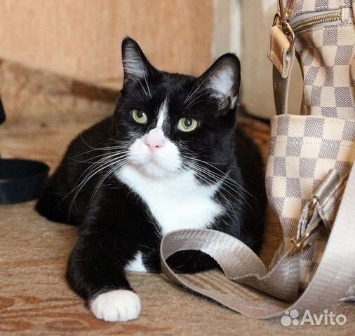 Черно-белая кошка Маруся в дар
