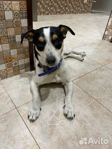 Собака в добрые руки отдам бесплатно