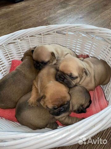 Французские бульдожки