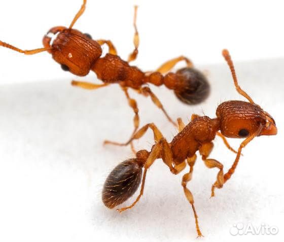 Муравьи для фермы. Tetramorium bicarinatum