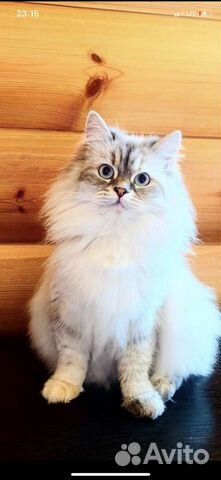 Сибирские котята