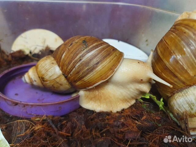 Малыши-ахатины, детки улитки