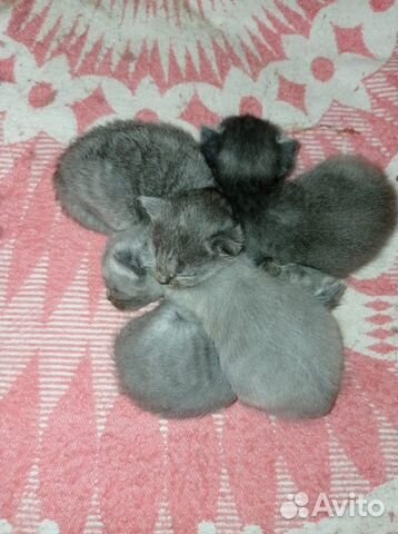 Котята серенькие
