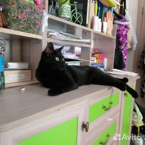 Чёрная багира в добрые руки