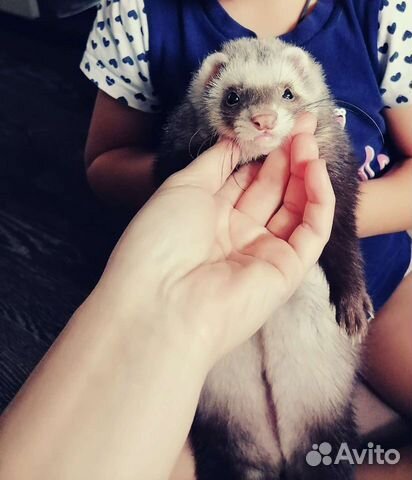 Домашний хорек