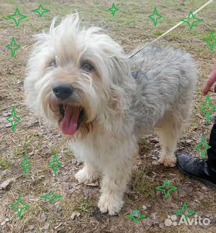 Рони белый пушистик