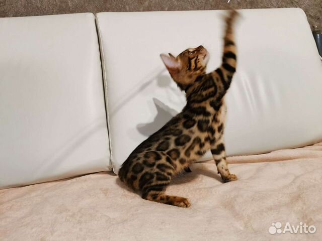 Бенгальские котята готовы к переезду