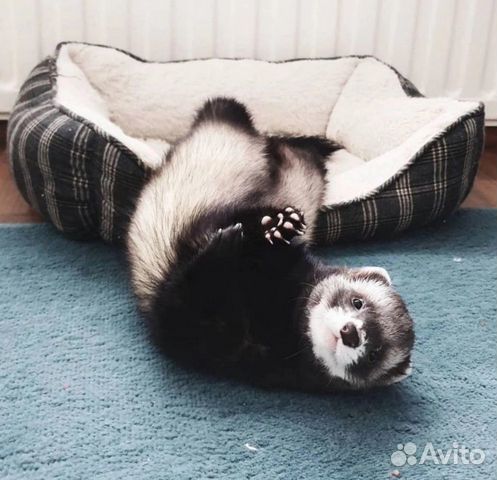 Малыши хорьков