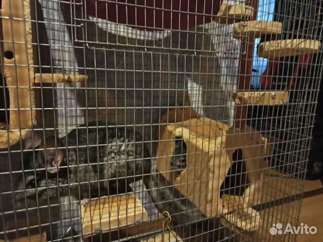 Шиншиллы с клеткой ищут новый дом