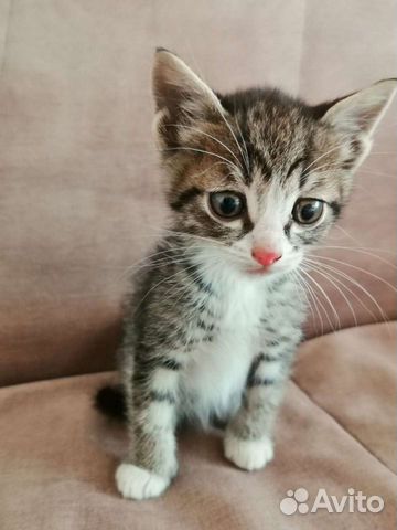 Котёнок ищет дом