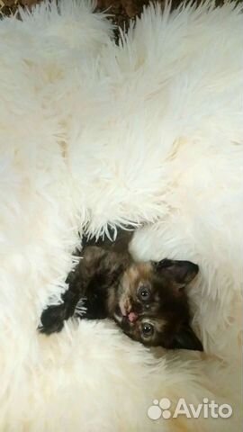 Кошечка лапочка