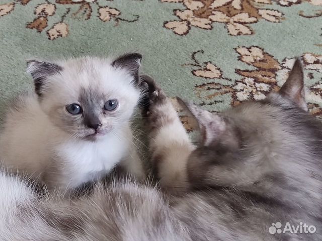 Котенек в добрые руки