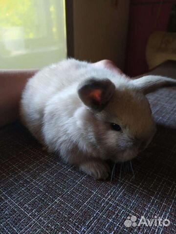 Декоративные карликовые кролики