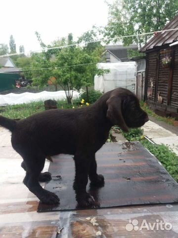 Щенок дратхаара