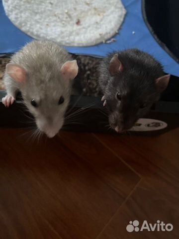 Крысы с клеткой