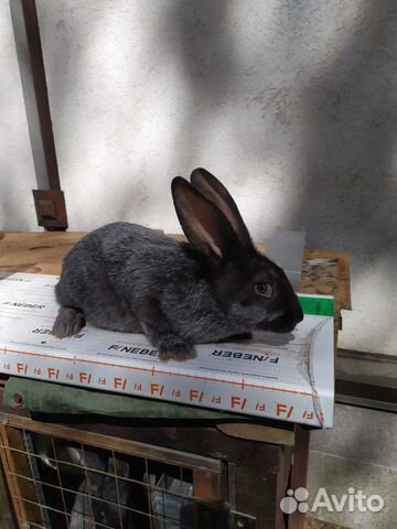 Кролики мясных пород