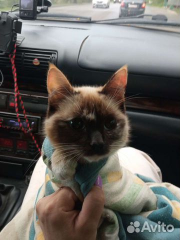 Найдена кошка