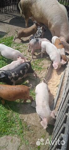 Поросята ландрас скрещеный с дюрок
