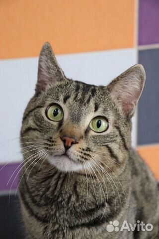 Кот в добрые руки