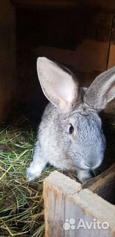 Самец Советская Шиншила