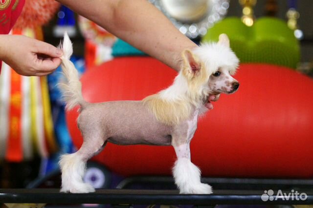 Красотка Кекса