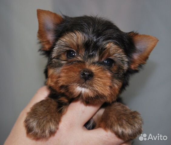 Йоркширский терьер мини щенки- Кинг оф май харт