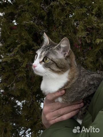 Кошка Луша
