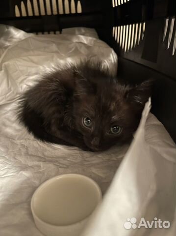 Котята в добрые руки бесплатно