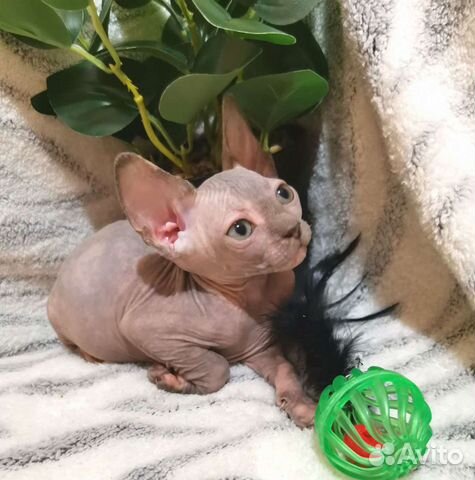 Кошечка Красавица