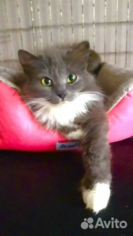 Миниатюрная серая юная Кошечка