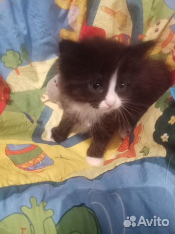 Котята малыши ищут хозяина