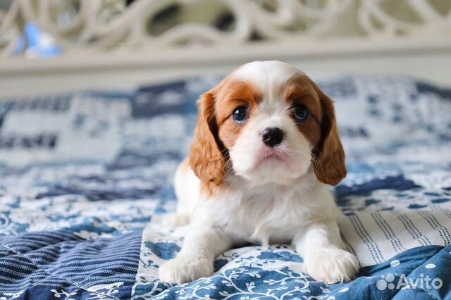 Кавалер Кинг Чарльз девочка Леди