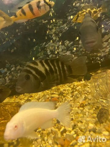 Рыба чернополосая цихлида