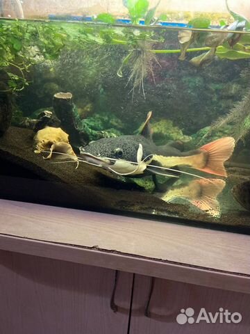 Краснохвостый сом