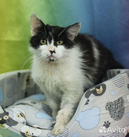 Котик в добрые руки