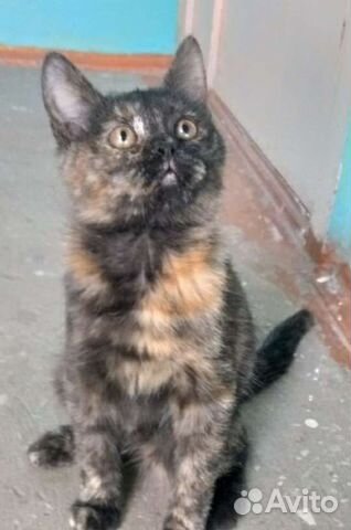 Котенок черепаховый окрас