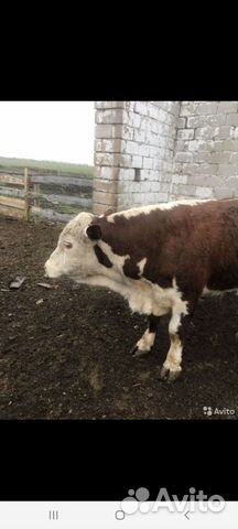 Быки на племя