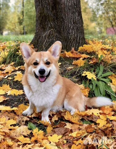 Корги собака щенок