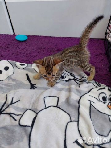 Бенгальская кошка