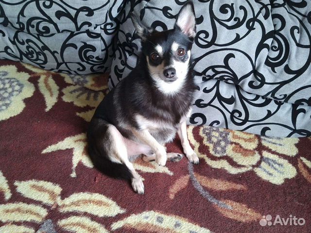 Той-терьер в добрые руки