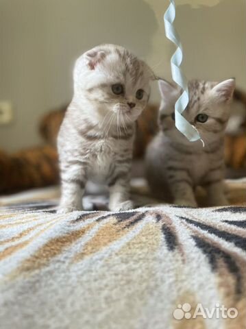 Шотландская