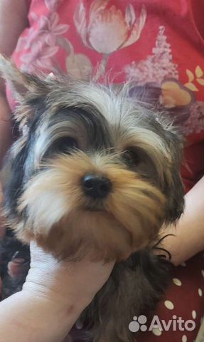 Йоркширский терьер мини